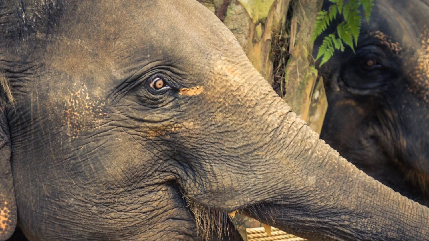 24 heures au cœur du sanctuaire " Elephant friends Chiang Mai" - Jipsee